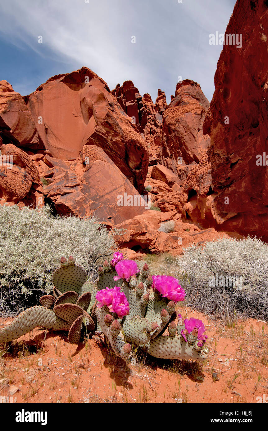 flora, usa, desert, wasteland, flora, arizona, nevada, cactus ...