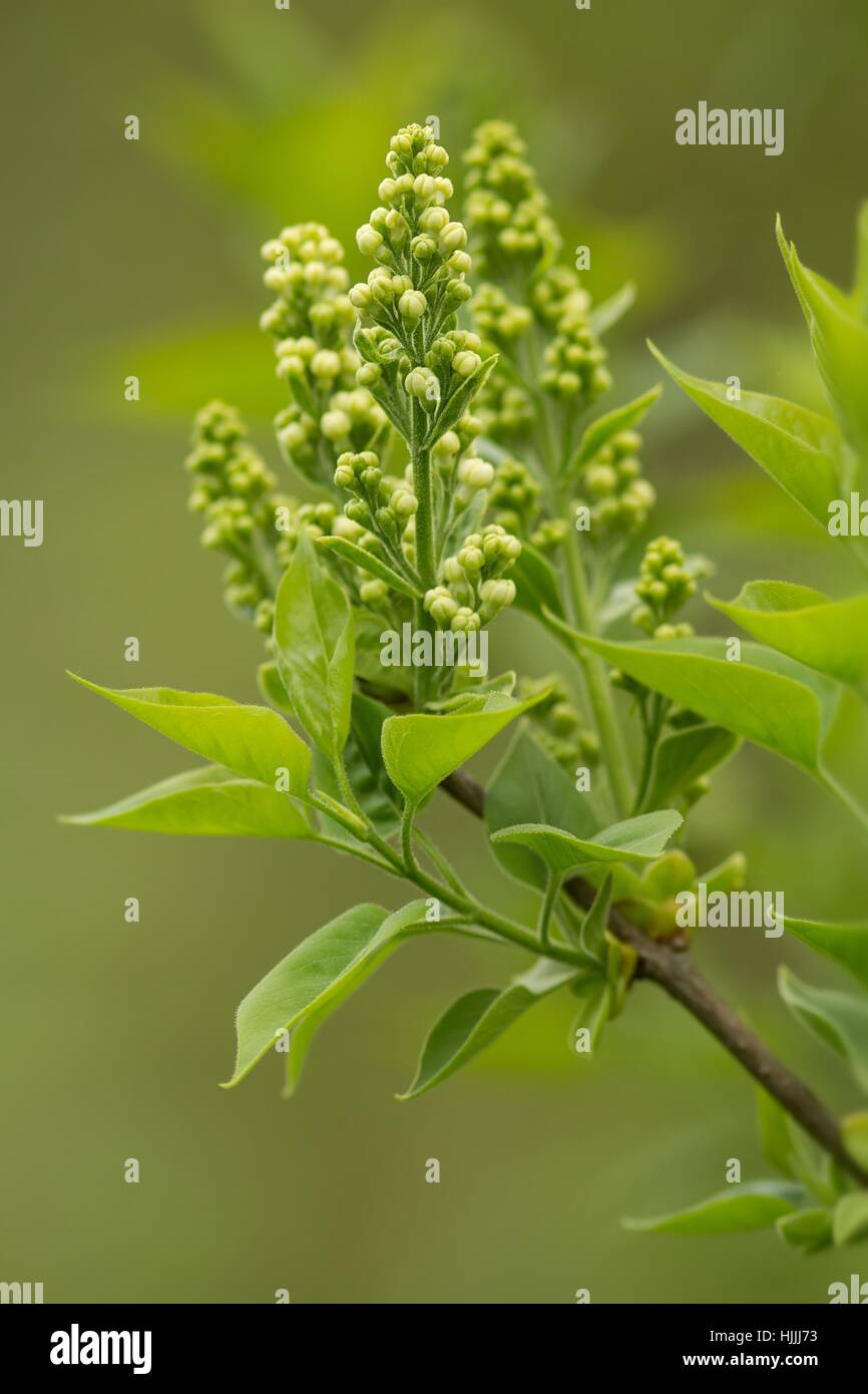 bright lilac buds / light lilac buds Stock Photo - Alamy