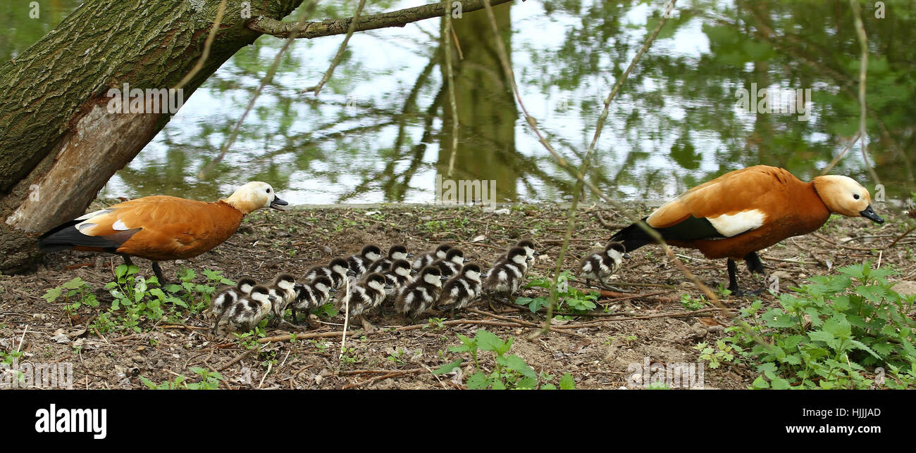 offspring, chick, rust, familiy, family, offspring, standing ...