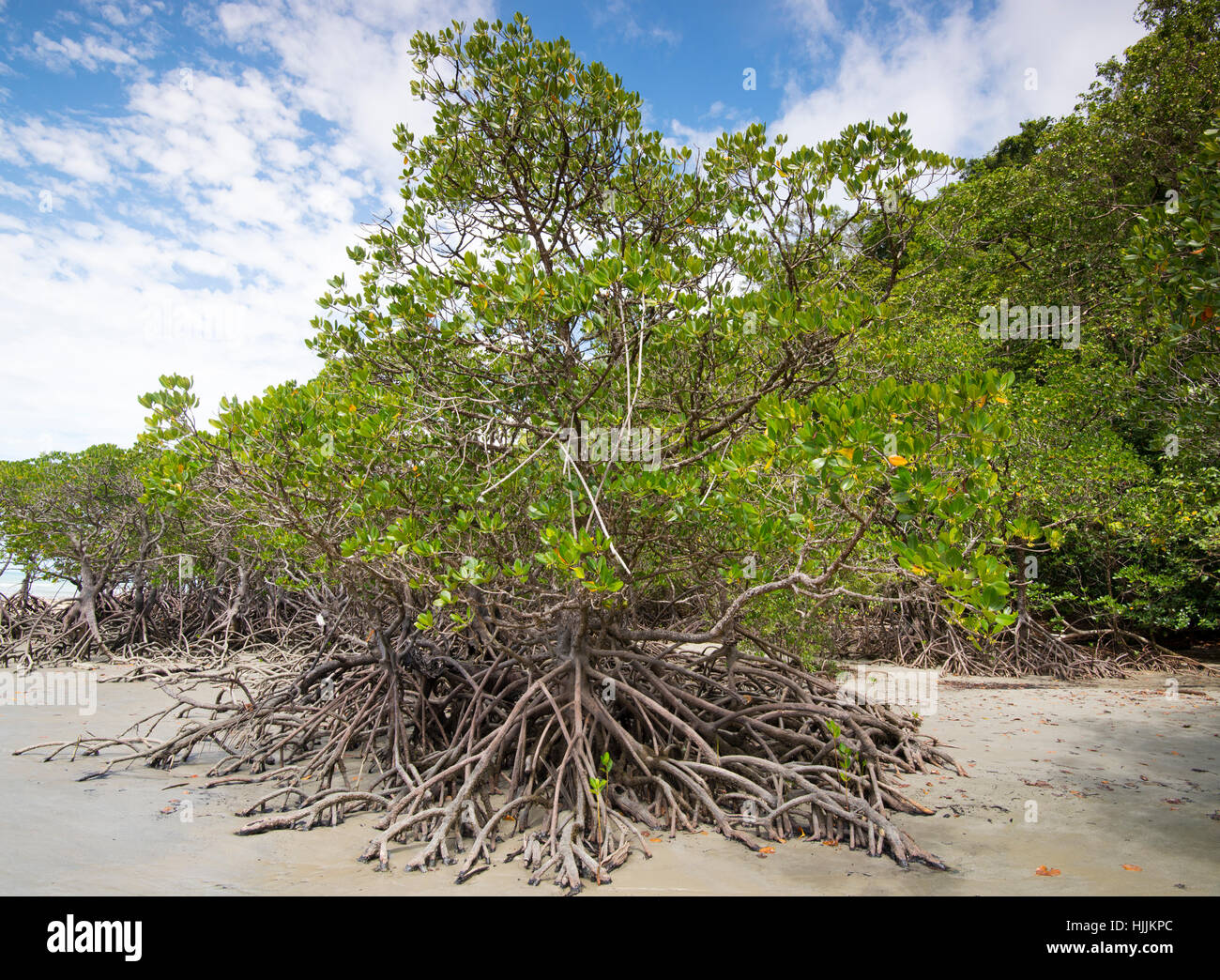 Mangrove Trees on the beach at Cape Tribulation, Daintree National Park ...