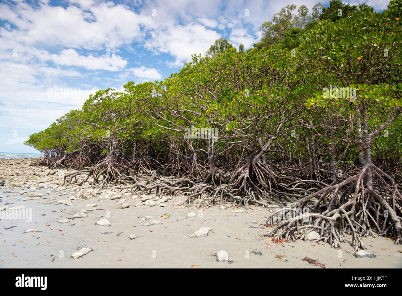 Mangrove Trees on the beach at Cape Tribulation, Daintree National Park ...