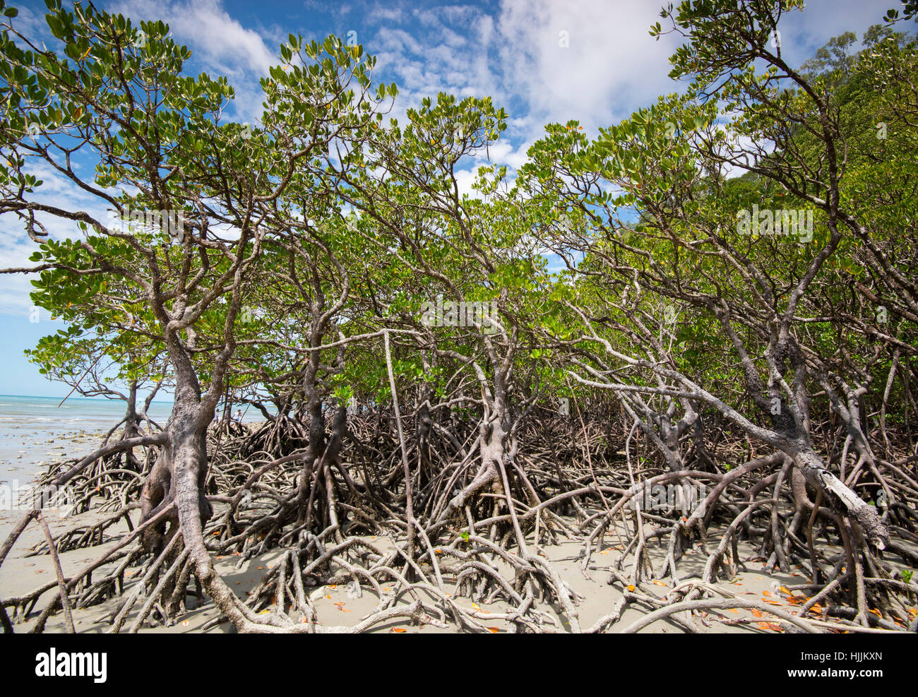 Mangrove Trees on the beach at Cape Tribulation, Daintree National Park ...