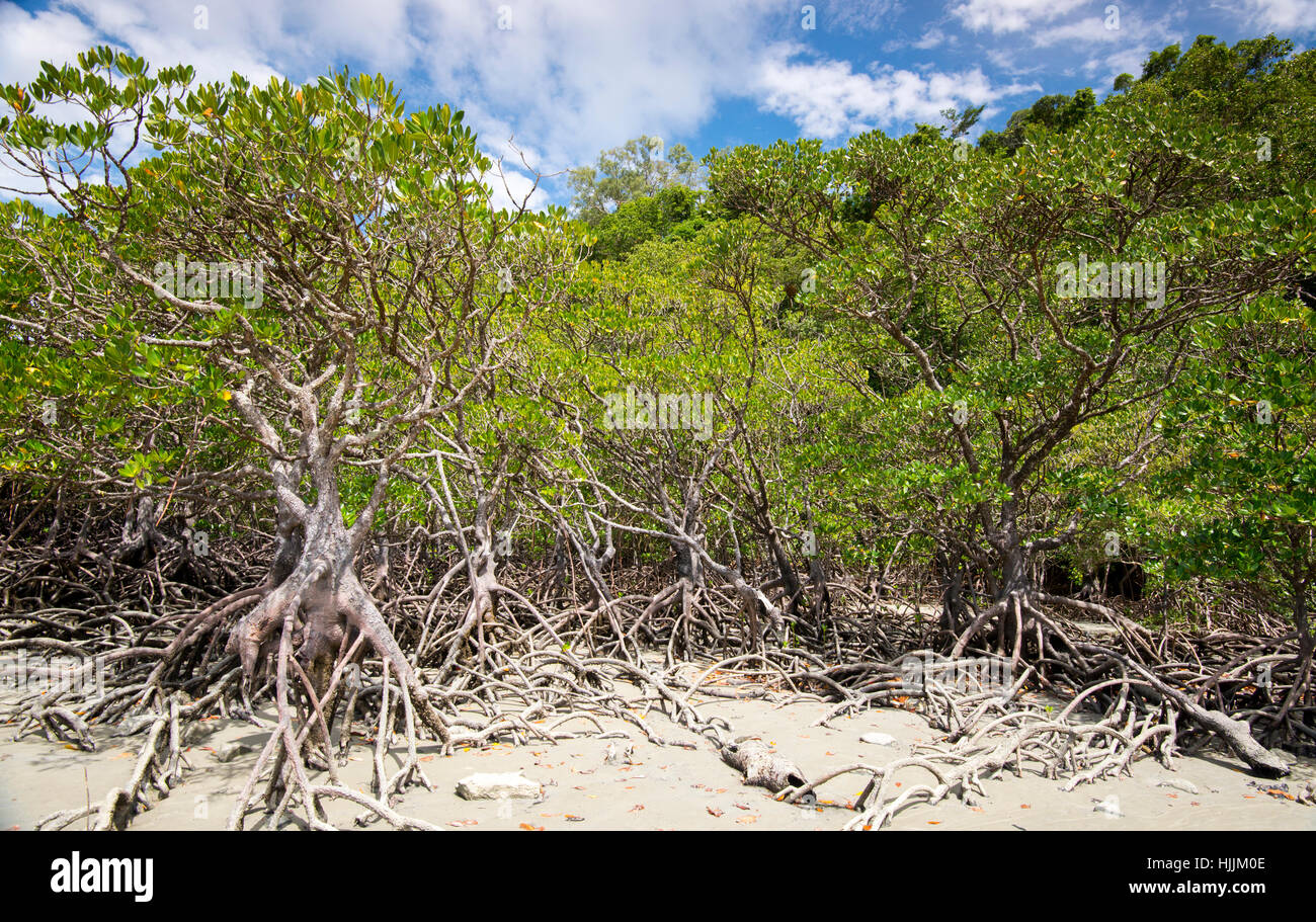 Mangrove Trees on the beach at Cape Tribulation, Daintree National Park ...