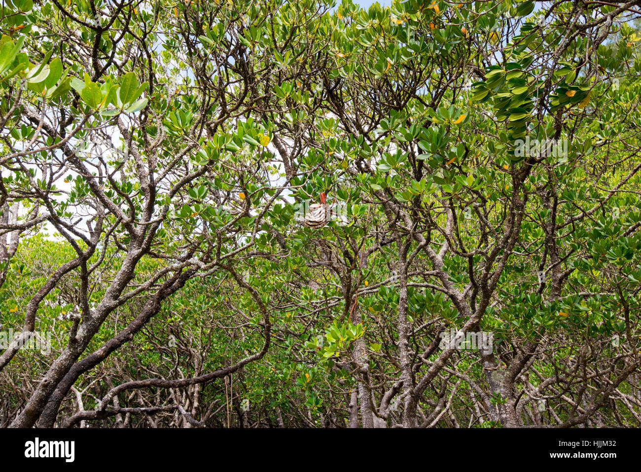 Mangrove Trees on the beach at Cape Tribulation, Daintree National Park ...