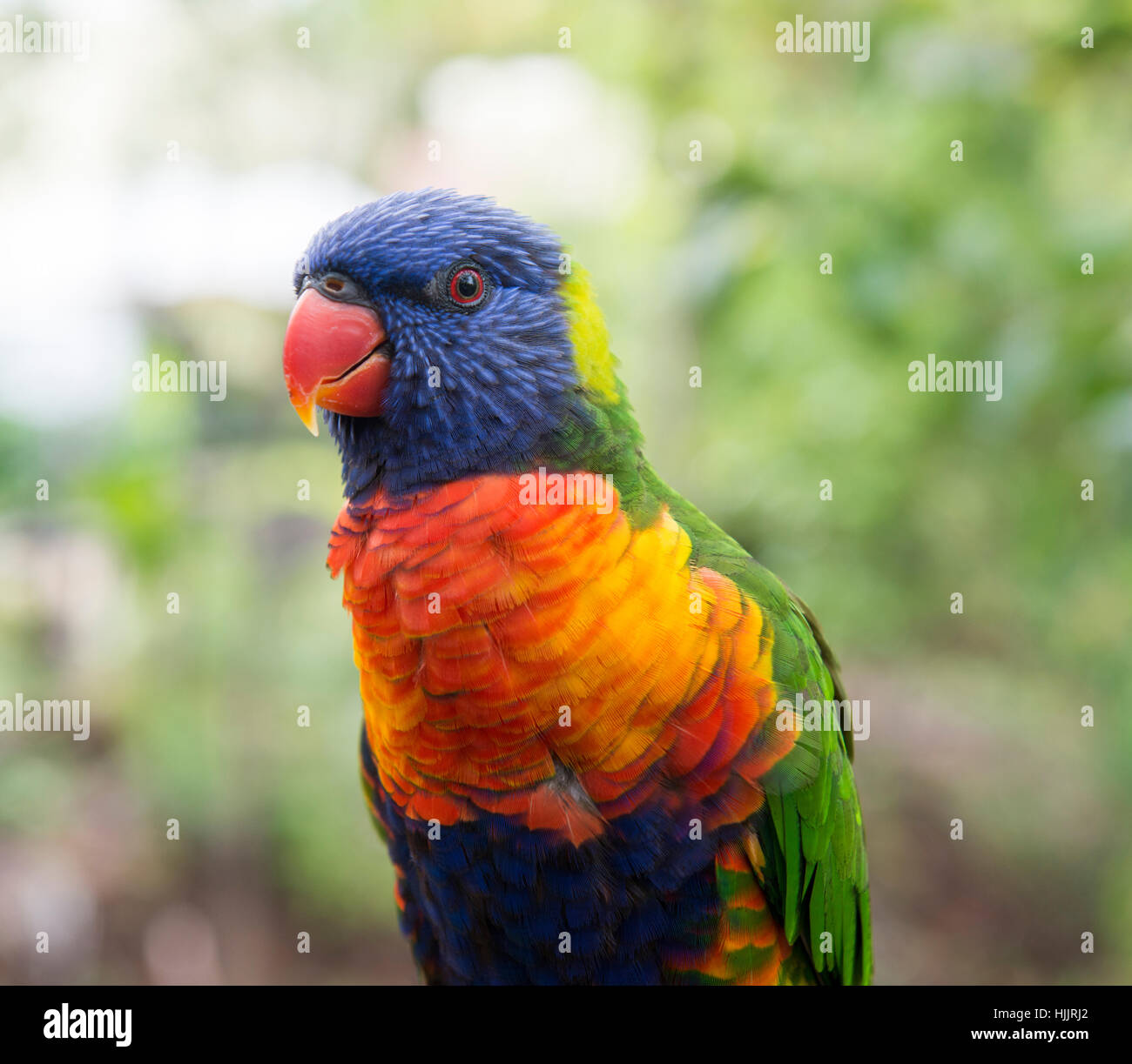 Daily Feeding of Rainbow Lorikeets at Bungalow Bay Koala Village ...