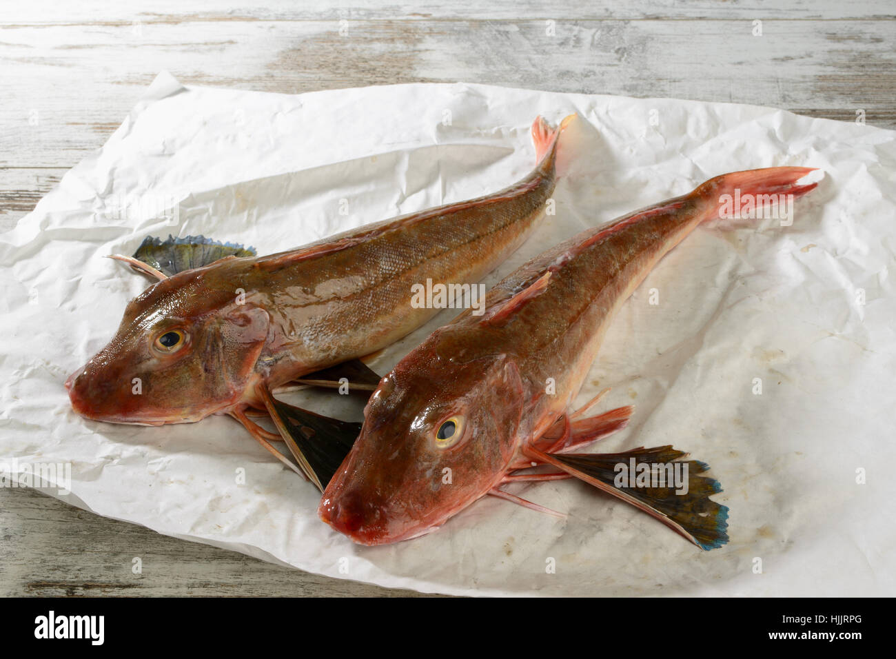 fish gurnard front Stock Photo - Alamy