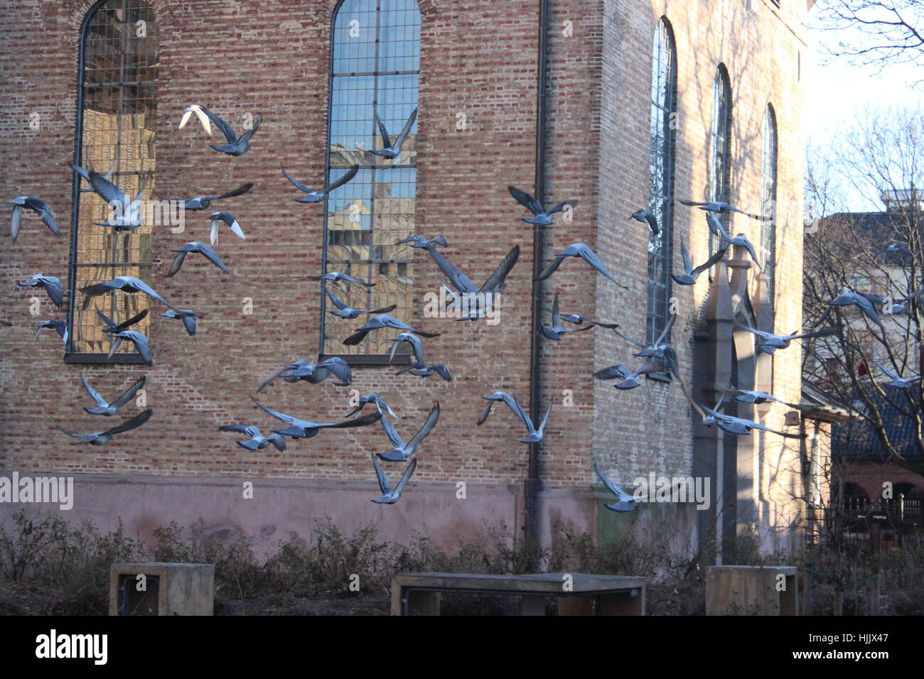 Pigeon flying front hi-res stock photography and images - Alamy