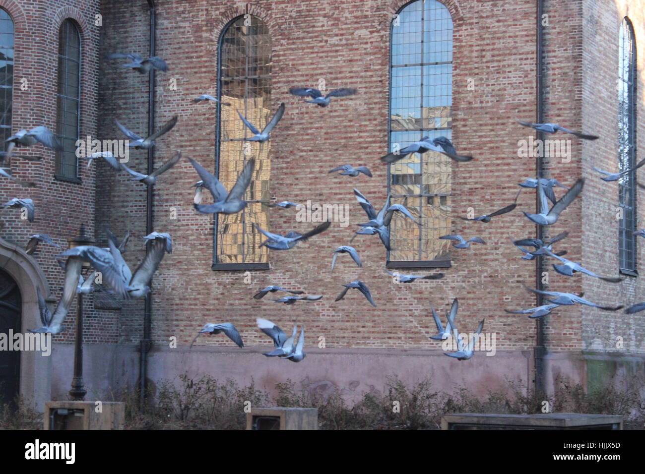 Flying pigeon in front hi-res stock photography and images - Alamy