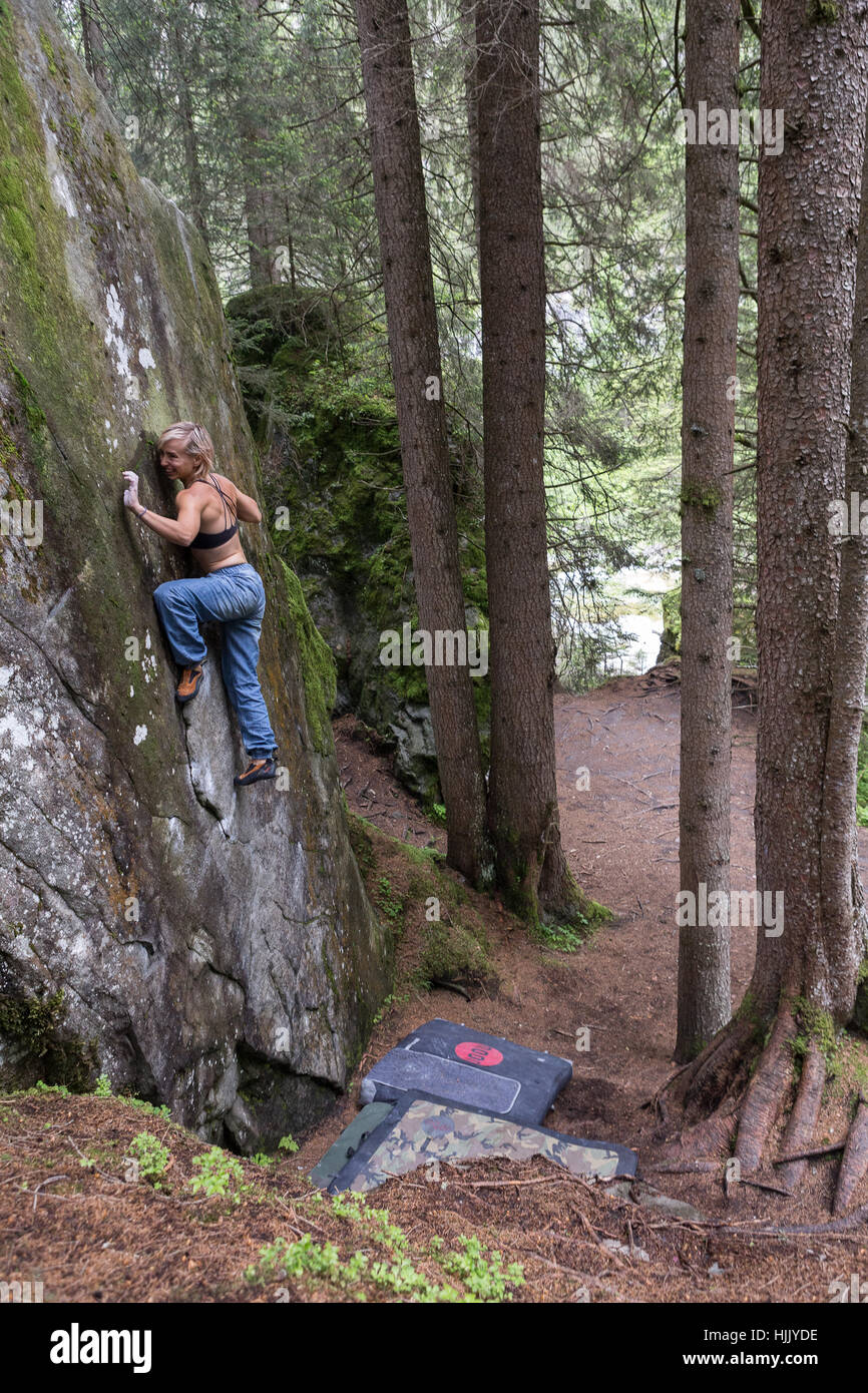 A woman climbing a boulder in a pine forest. A female climber ...