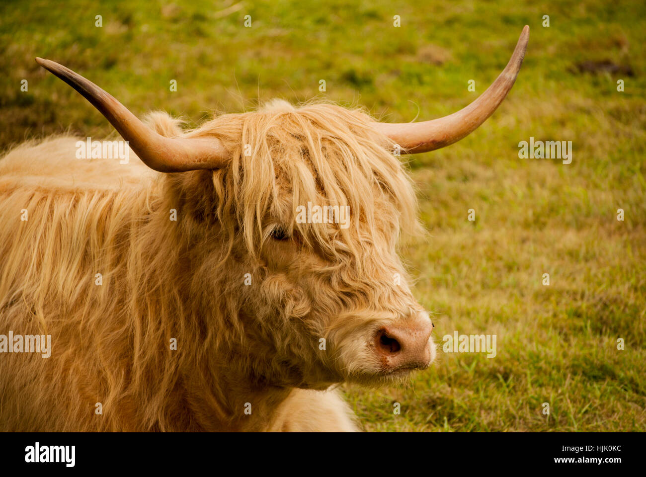 The dun cow hi-res stock photography and images - Alamy