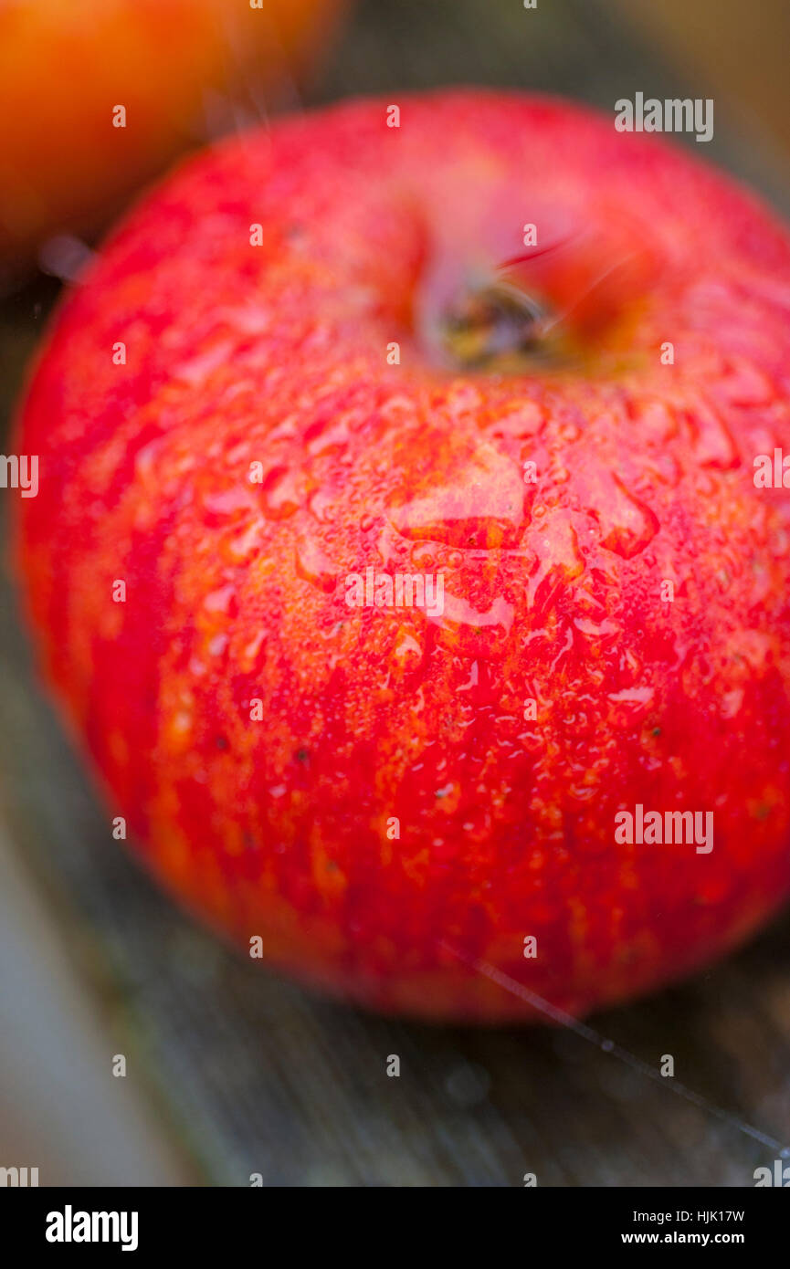 Apples orchard in the rain hi-res stock photography and images - Alamy