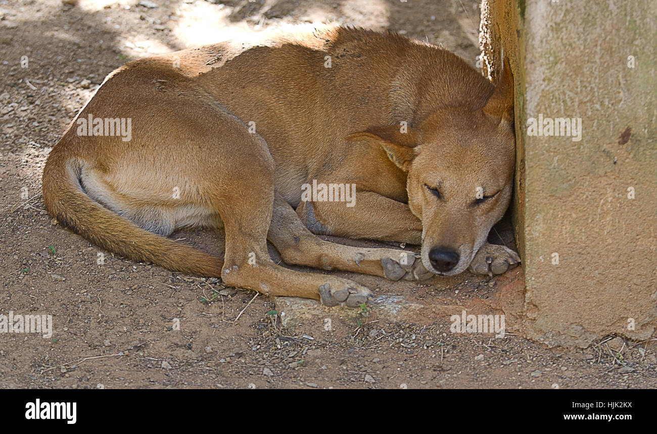 photograph of an Indian feral dog sleeping in the shade Stock Photo - Alamy
