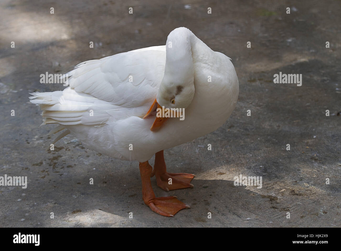 photograph of a white goose preening it's feathers Stock Photo - Alamy
