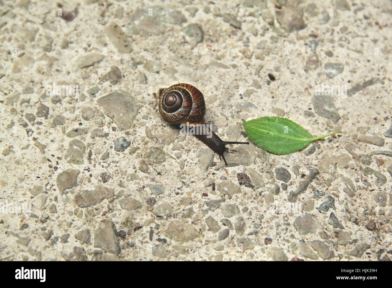 leaf, stone, shell, snail, pattern, globe, planet, earth, world, green ...