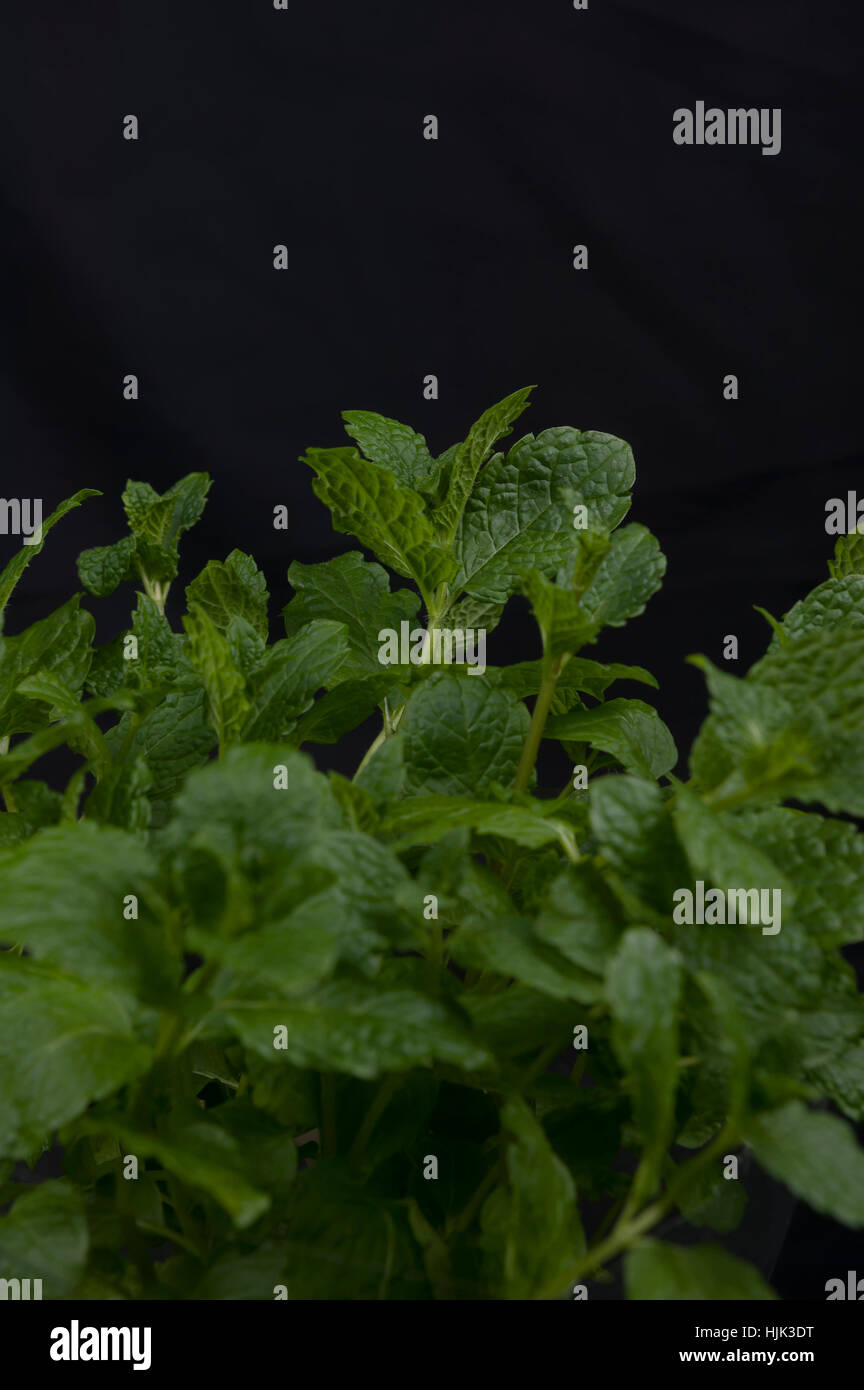 tea, leaf, health, spice, garden, leaves, flavour, aromatic, boil ...