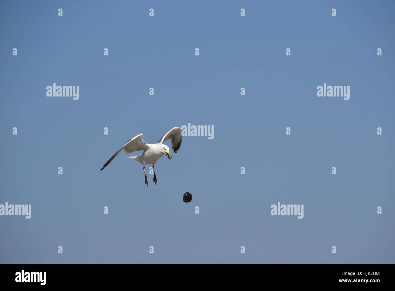 Sea Gull Preparing Dinner Stock Photo - Alamy