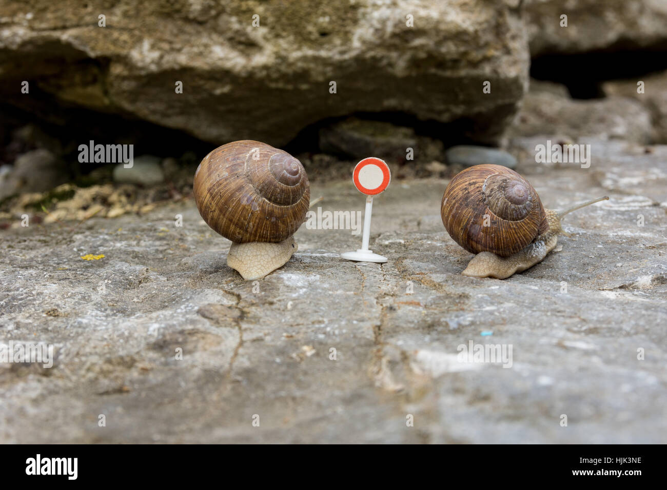 sign, signal, traffic, transportation, transport, edible snail ...