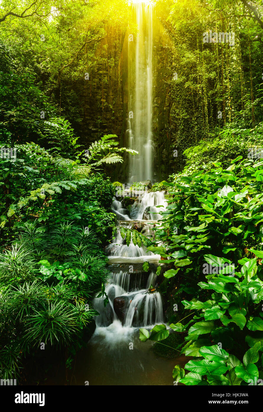 waterfall, jungle, plants, rainforest, rain forest, forest, scenery ...