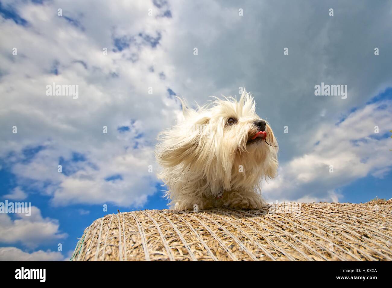 pet, dog, spring, bouncing, bounces, hop, skipping, frisks, jumping ...