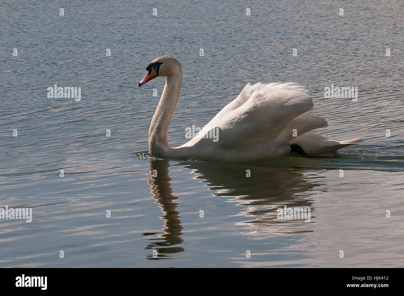 bird, swan, birds, waterfowls, waterfowl, environment, enviroment, bird ...