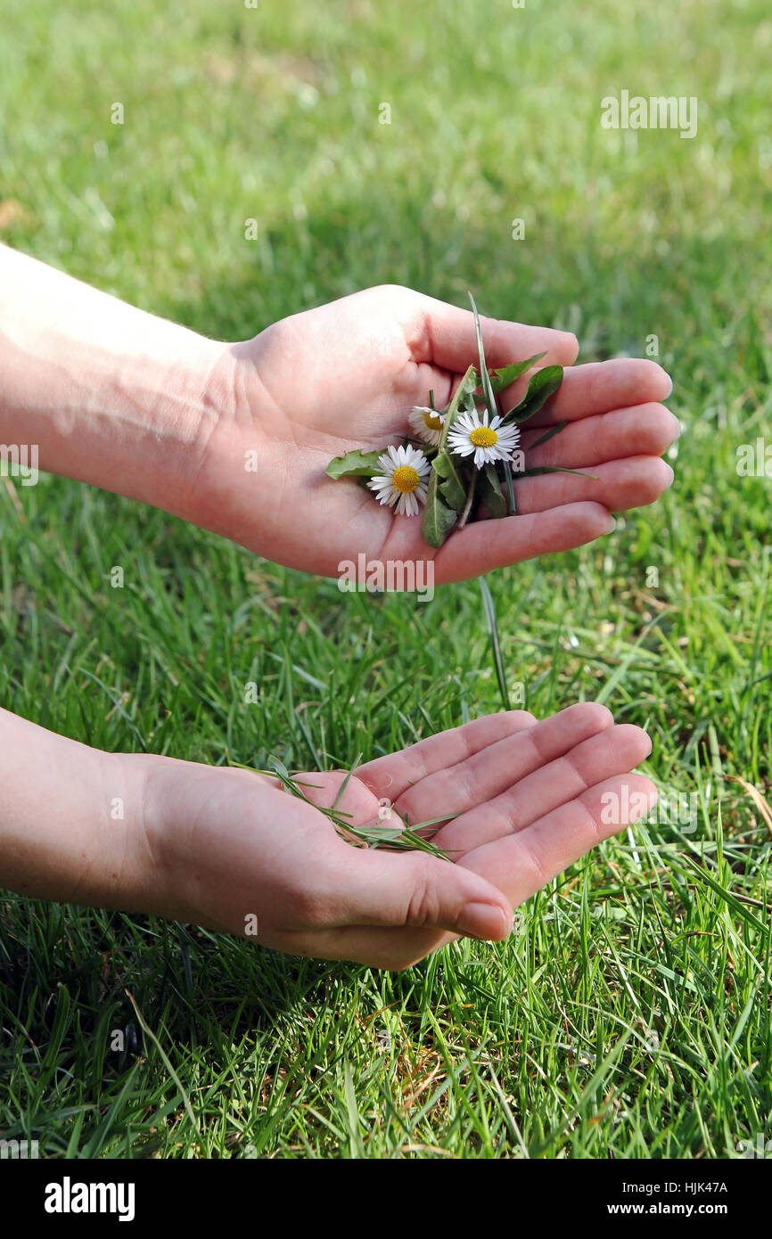 hand, hands, finger, flower, flowers, plant, spring, daisy, donate ...