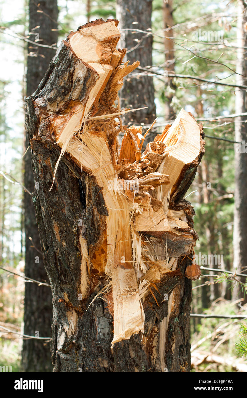danger, environment, enviroment, tree, industry, wood, trunk, pine ...