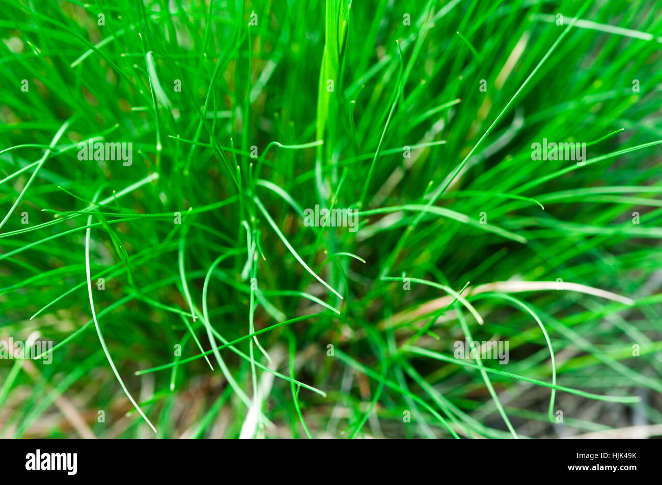 closeup, agriculture, farming, field, freshness, spring, bouncing ...