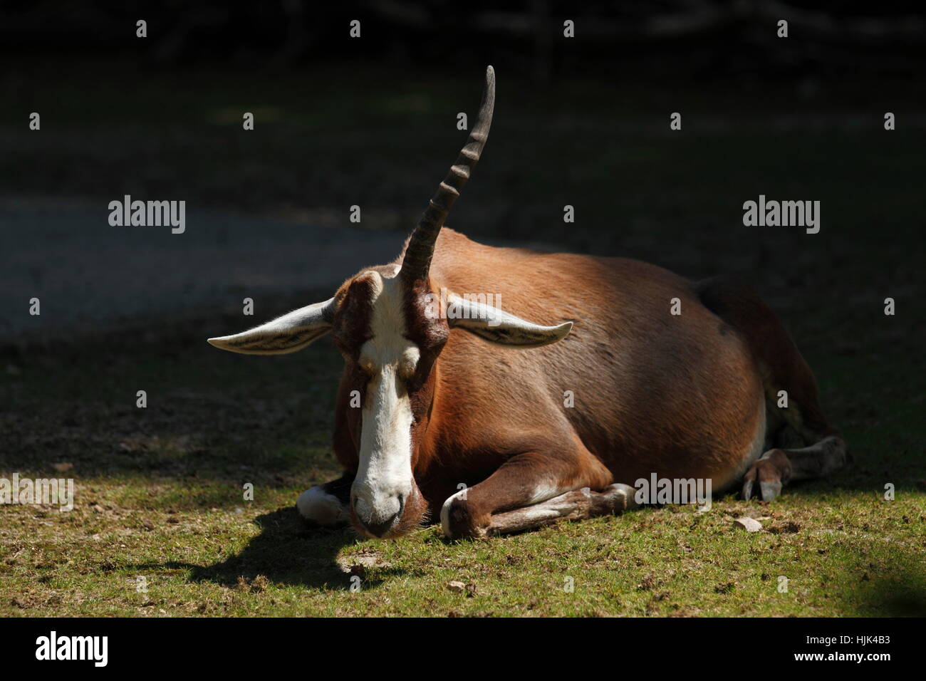 mammal, exotic, safari, unicorn, antelope, macro, close-up, macro ...