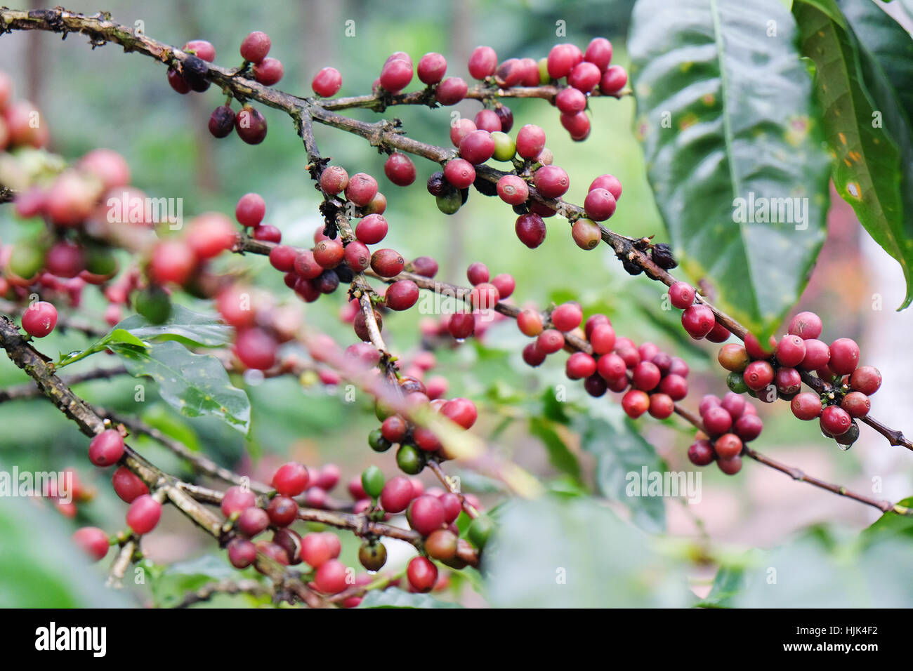 image of Coffee beans on tree Stock Photo - Alamy