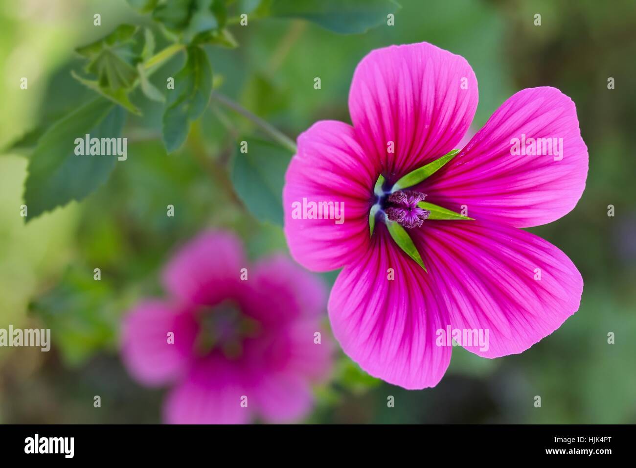 Baumfrmige hi-res stock photography and images - Alamy