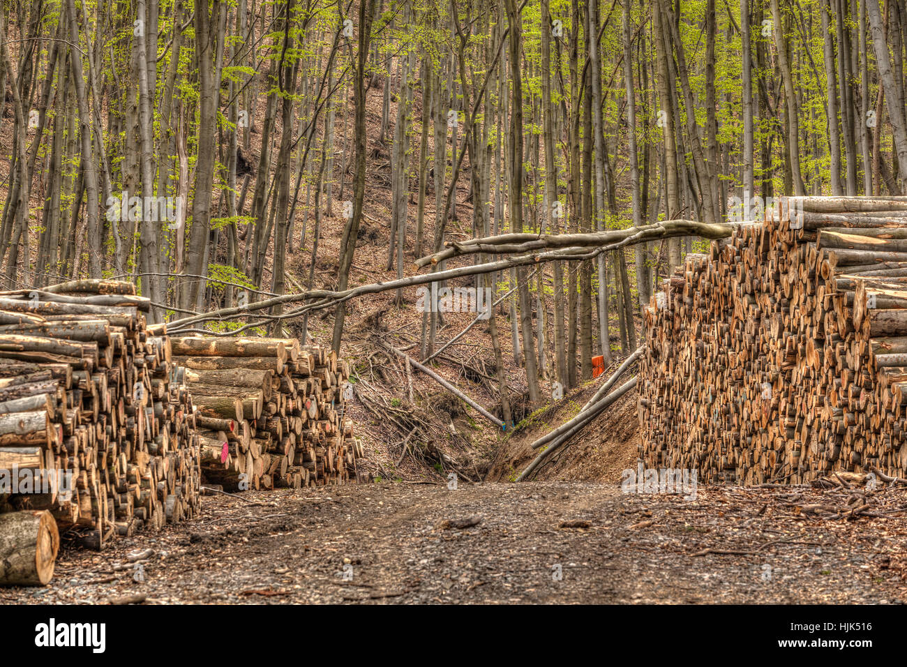 timber, forest, forestry, environment, enviroment, wood, agriculture ...