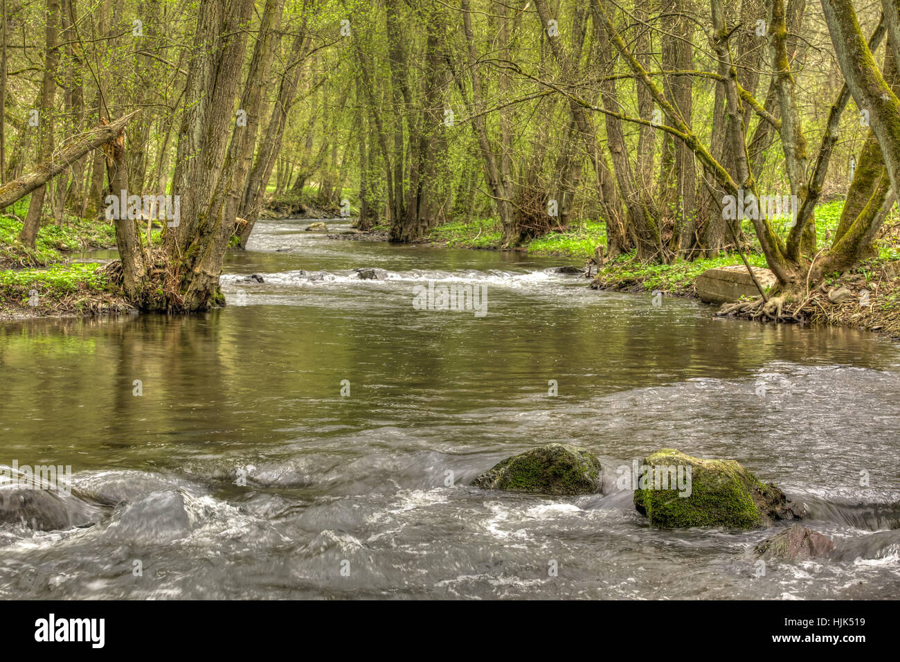 tree, stream, spring, biotop, river bed, current of the river, river ...