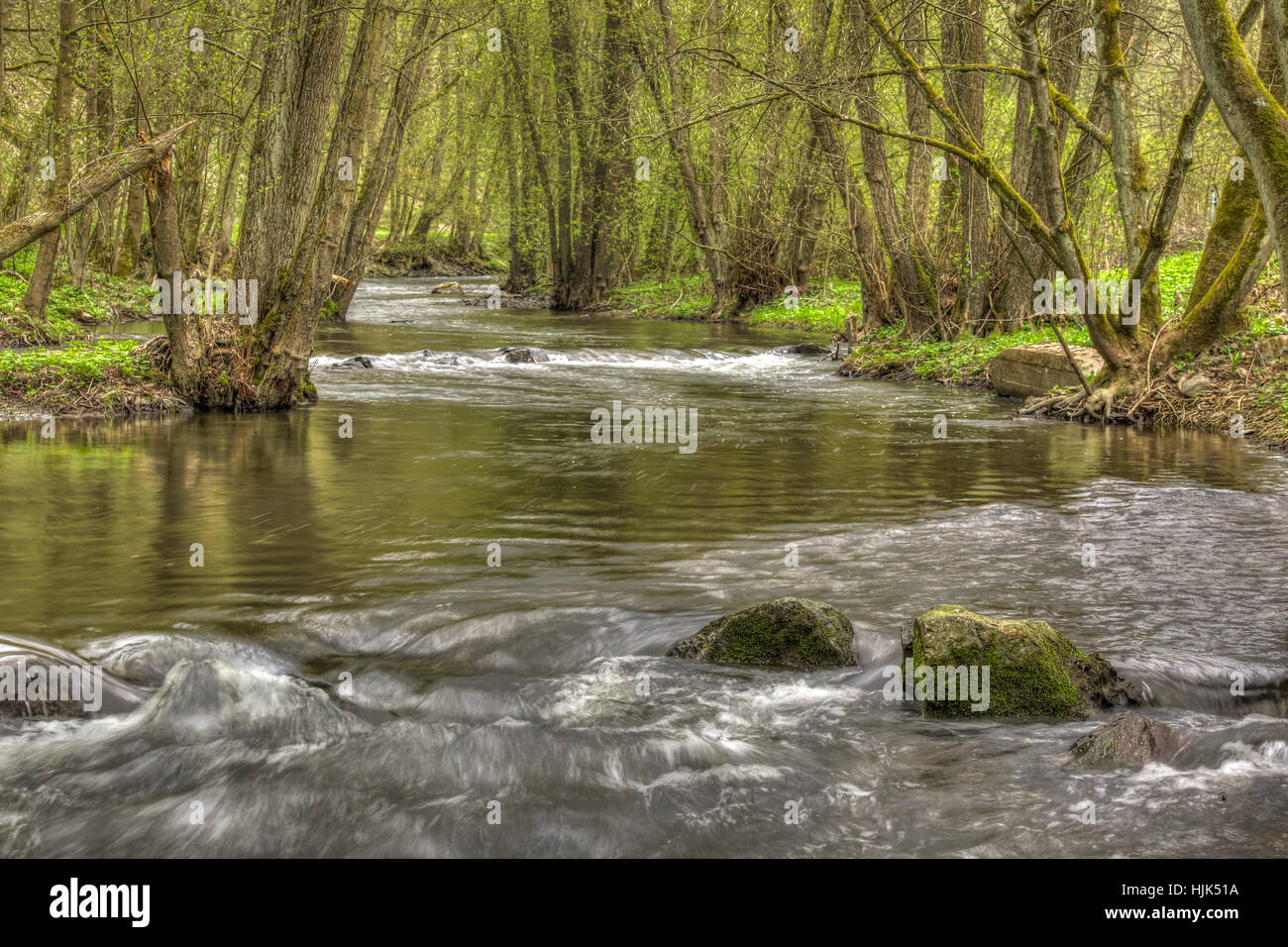 tree, stream, spring, biotop, river bed, current of the river, river ...