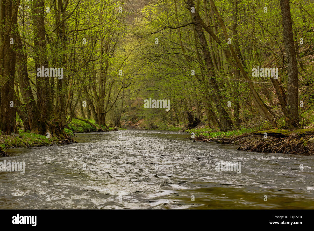tree, stream, spring, biotop, river bed, current of the river, river ...
