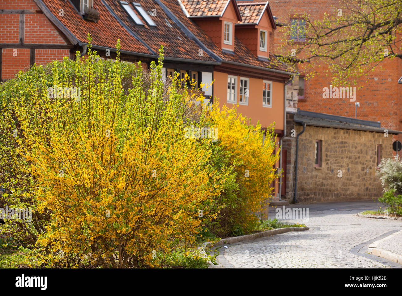 old town, spring, facade, city, building, buildings, green, bloom ...