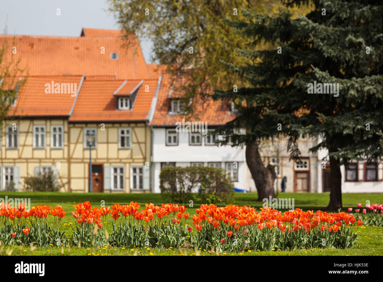 historical, flower, flowers, plant, old town, frame-work, spring ...