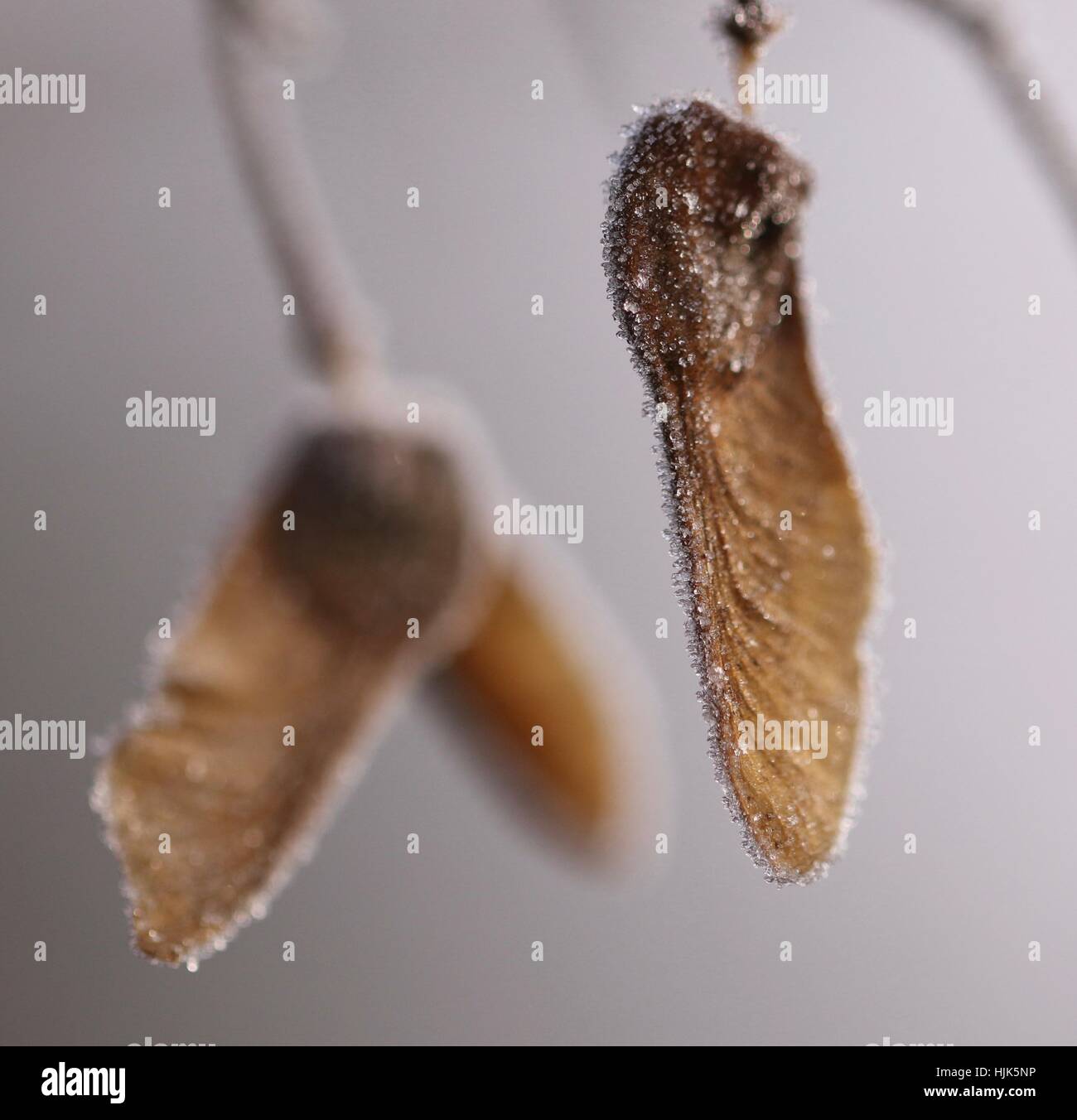 Sycamore seed hi-res stock photography and images - Alamy