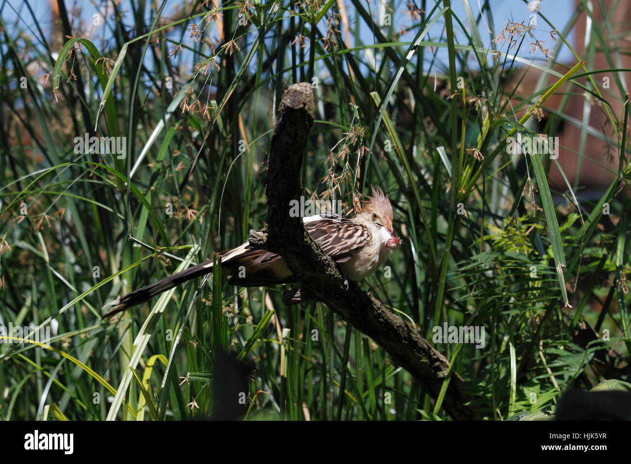 bird, birds, cuckoo, environment, enviroment, relaxation, animal, bird ...