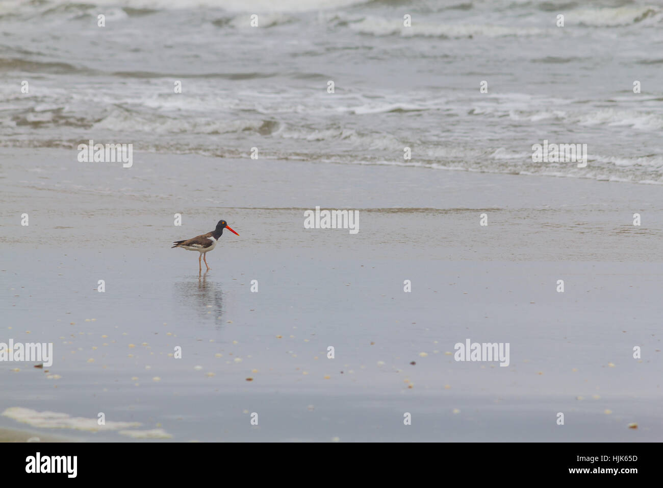 Piru hi-res stock photography and images - Alamy