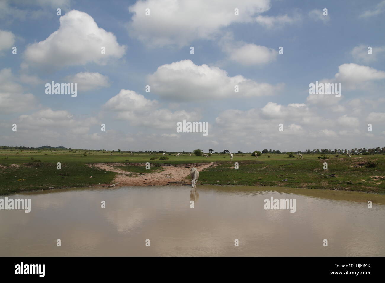 cow, fresh water, lake, inland water, water, landscape, scenery ...