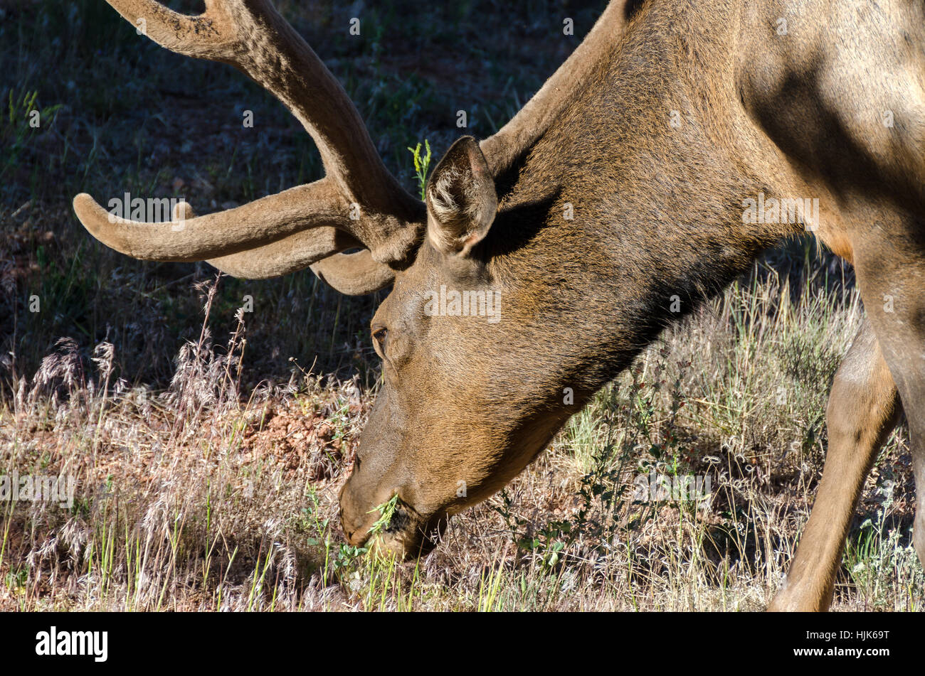 environment, enviroment, animal, america, arizona, deer, colors ...