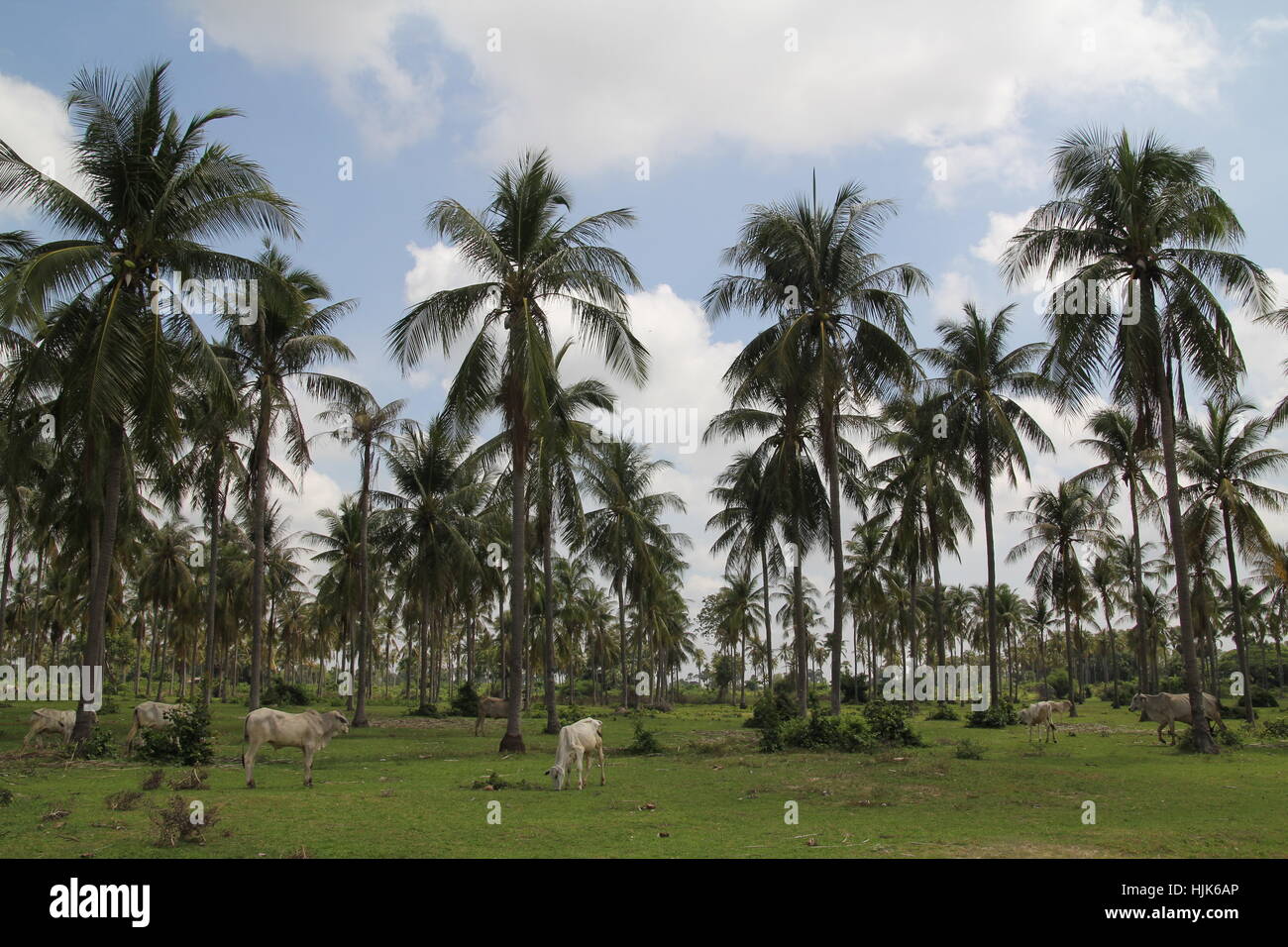 tree, field, coco, landscape, scenery, countryside, nature, coconut ...