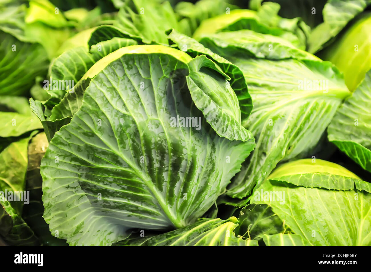 food, aliment, leaf, single, closeup, agriculture, farming, botany ...