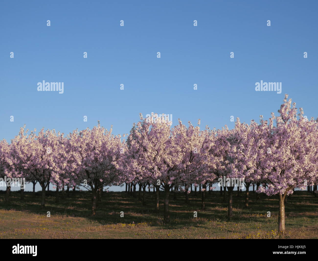 cherry blossom, cherries, plantation, orchard, pink, cherry blossom ...