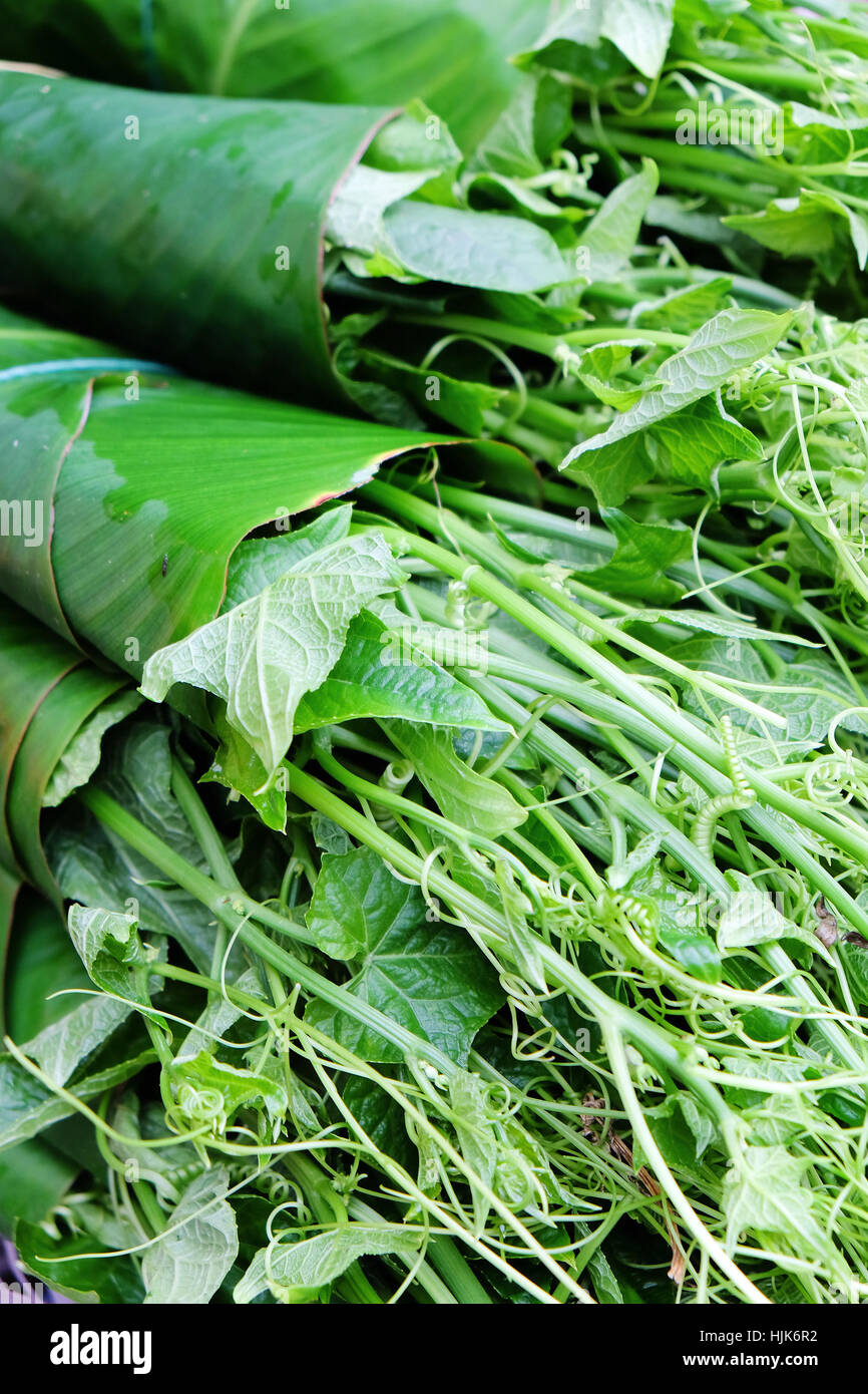 close up image of fresh chayote in market,thailand Stock Photo - Alamy