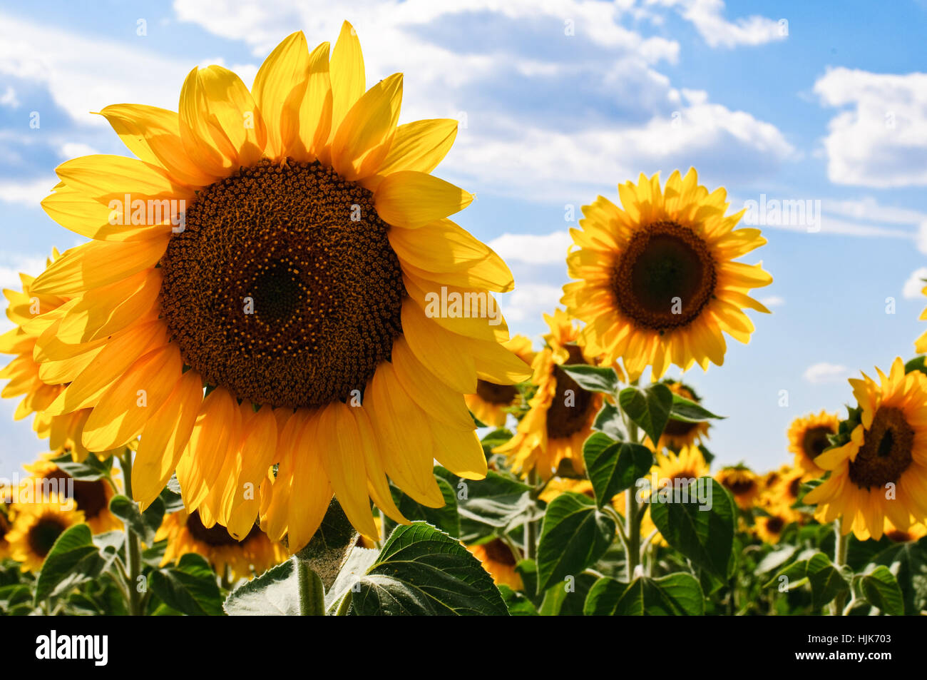 blue, beautiful, beauteously, nice, leaf, flower, plant, agriculture ...