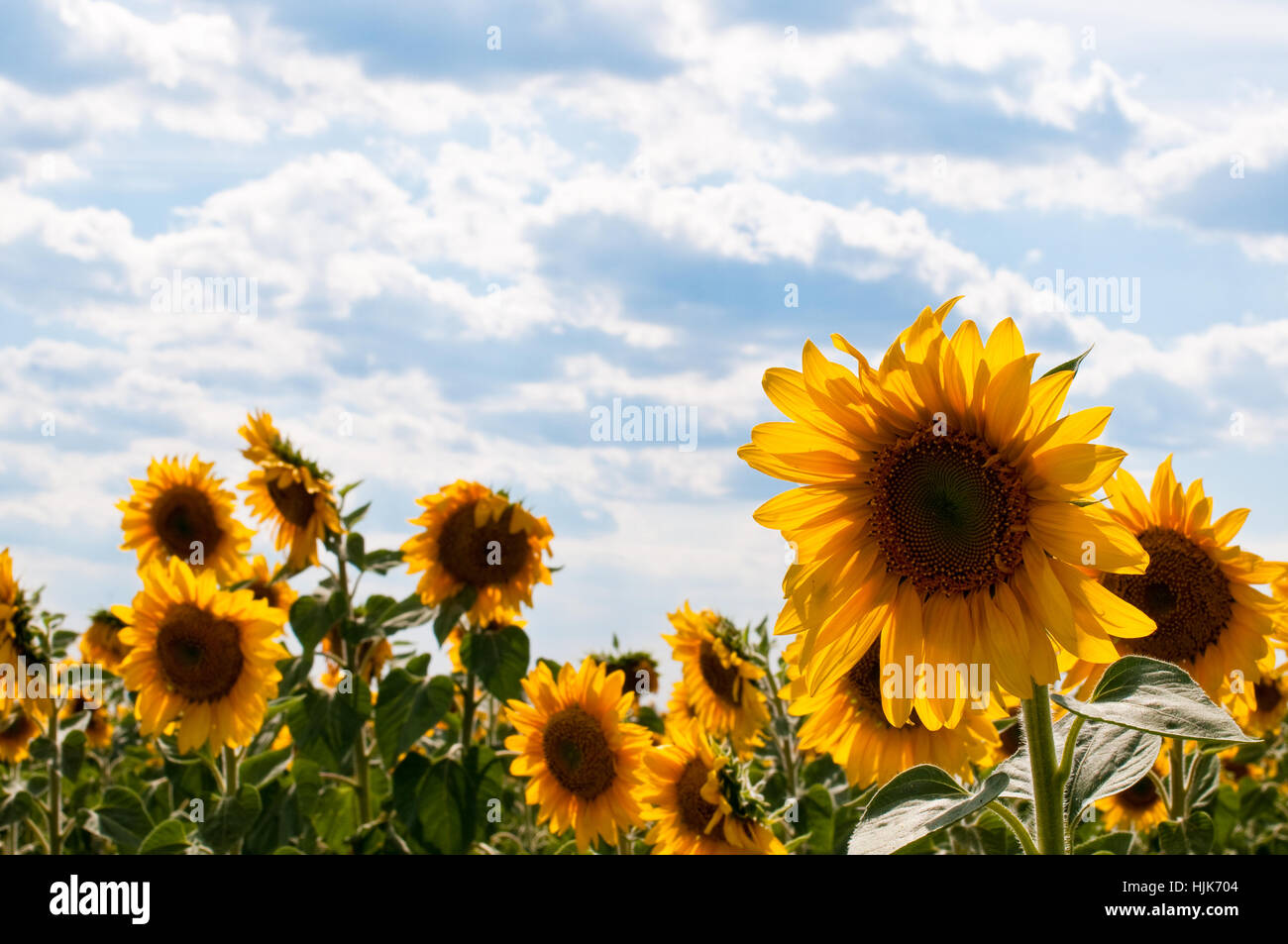 blue, beautiful, beauteously, nice, leaf, flower, plant, agriculture ...