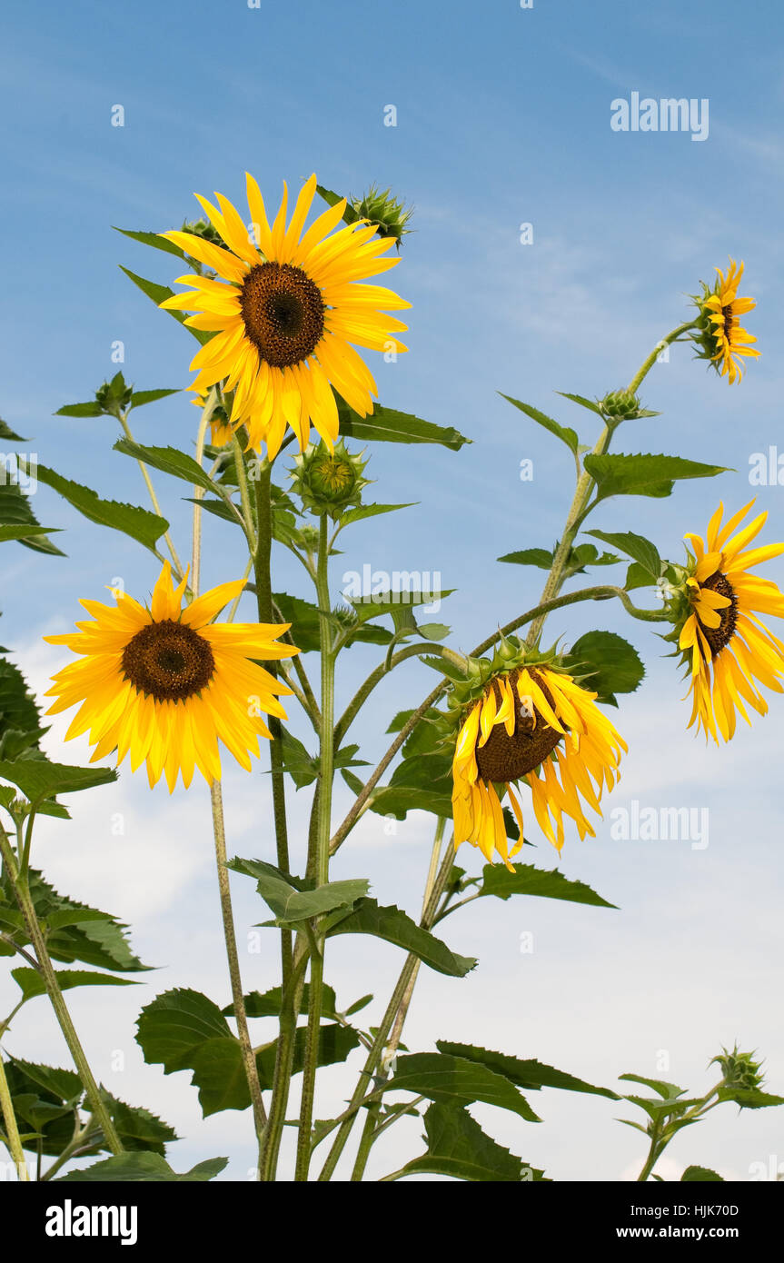 blue, beautiful, beauteously, nice, leaf, flower, plant, agriculture ...