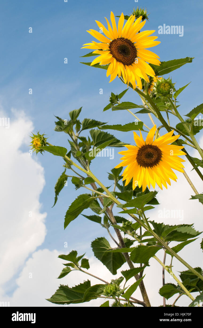 blue, beautiful, beauteously, nice, leaf, flower, plant, agriculture ...
