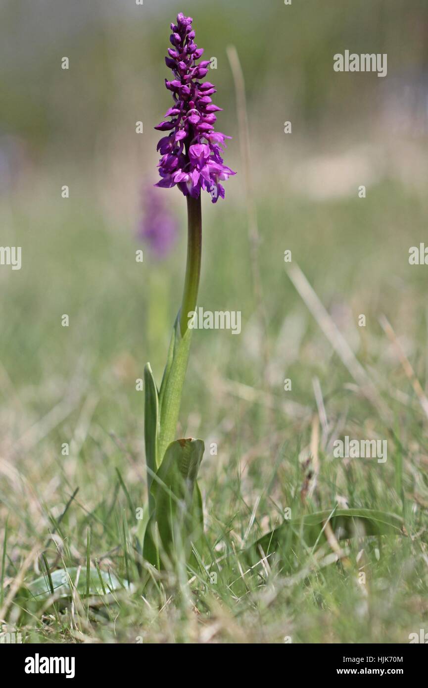 purple, violet, rare, flower, orchid, plant, spring, purple, bud, buds ...